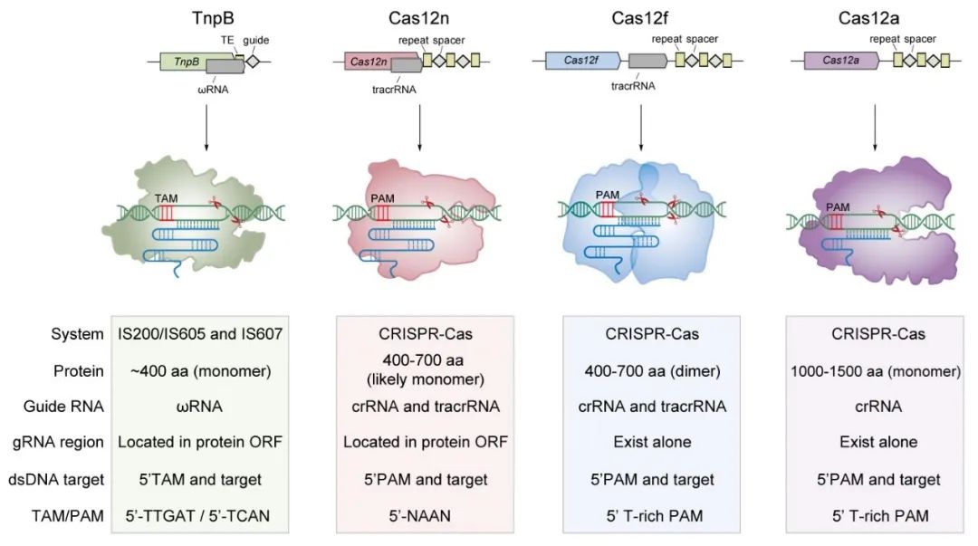 科研进展|Cell子刊：上科大季泉江课题组开发新颖微型Cas12n基因编辑系统