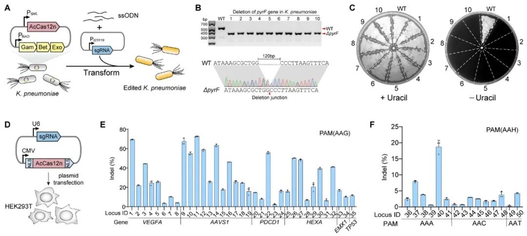 科研进展|Cell子刊：上科大季泉江课题组开发新颖微型Cas12n基因编辑系统