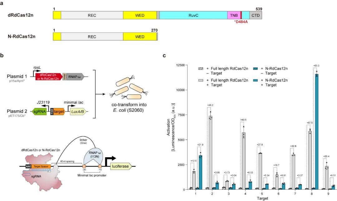 科研进展｜上科大物质学院季泉江团队解析超小型基因编辑核酸酶Cas12n工作机制并实现其工程改造
