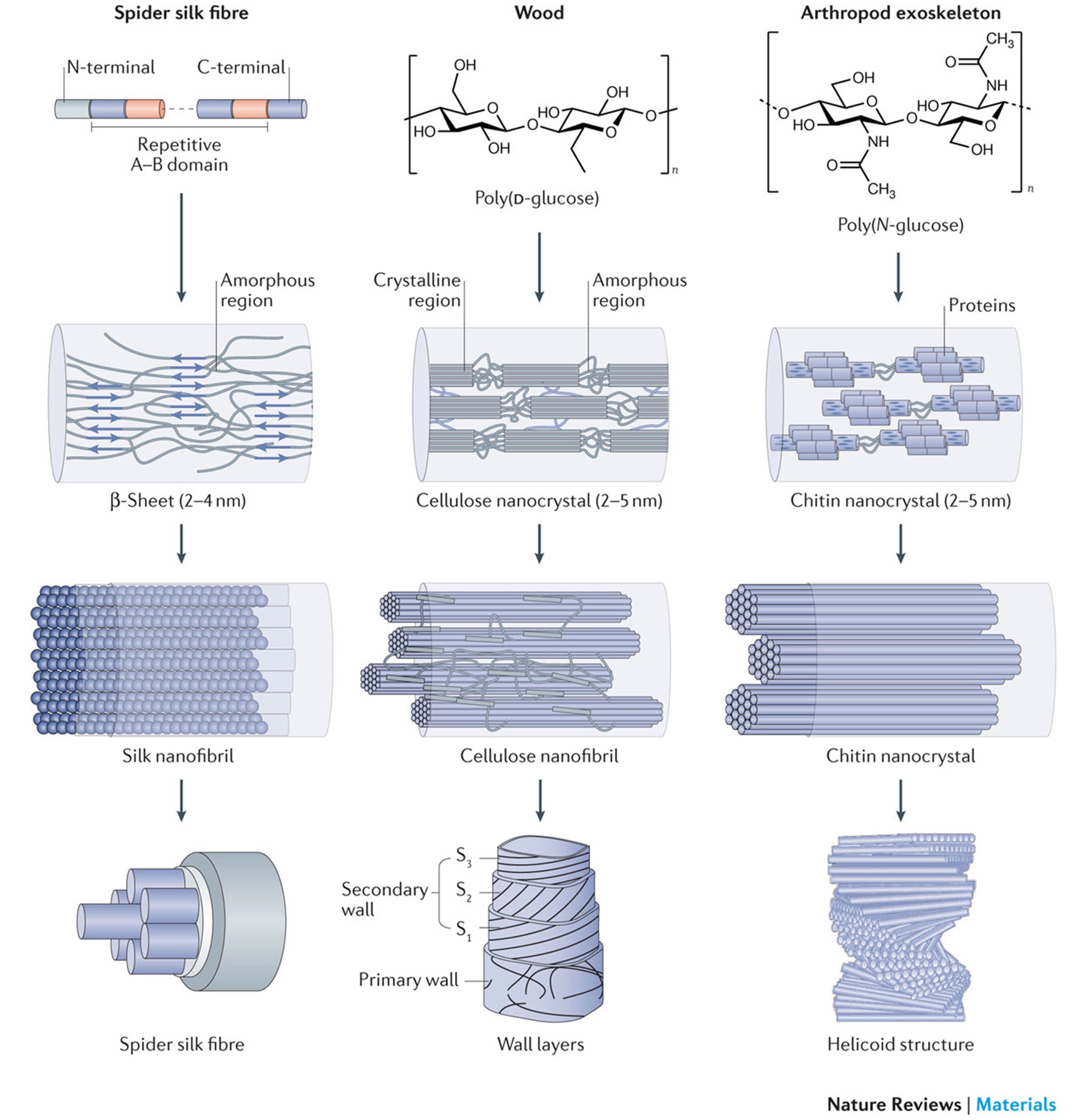 Nanofibrils in Nature and Materials Engineering