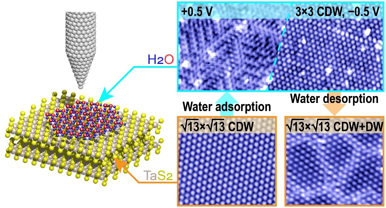 Single Water Dipole Layer Induces Reversible Charge Order Transition